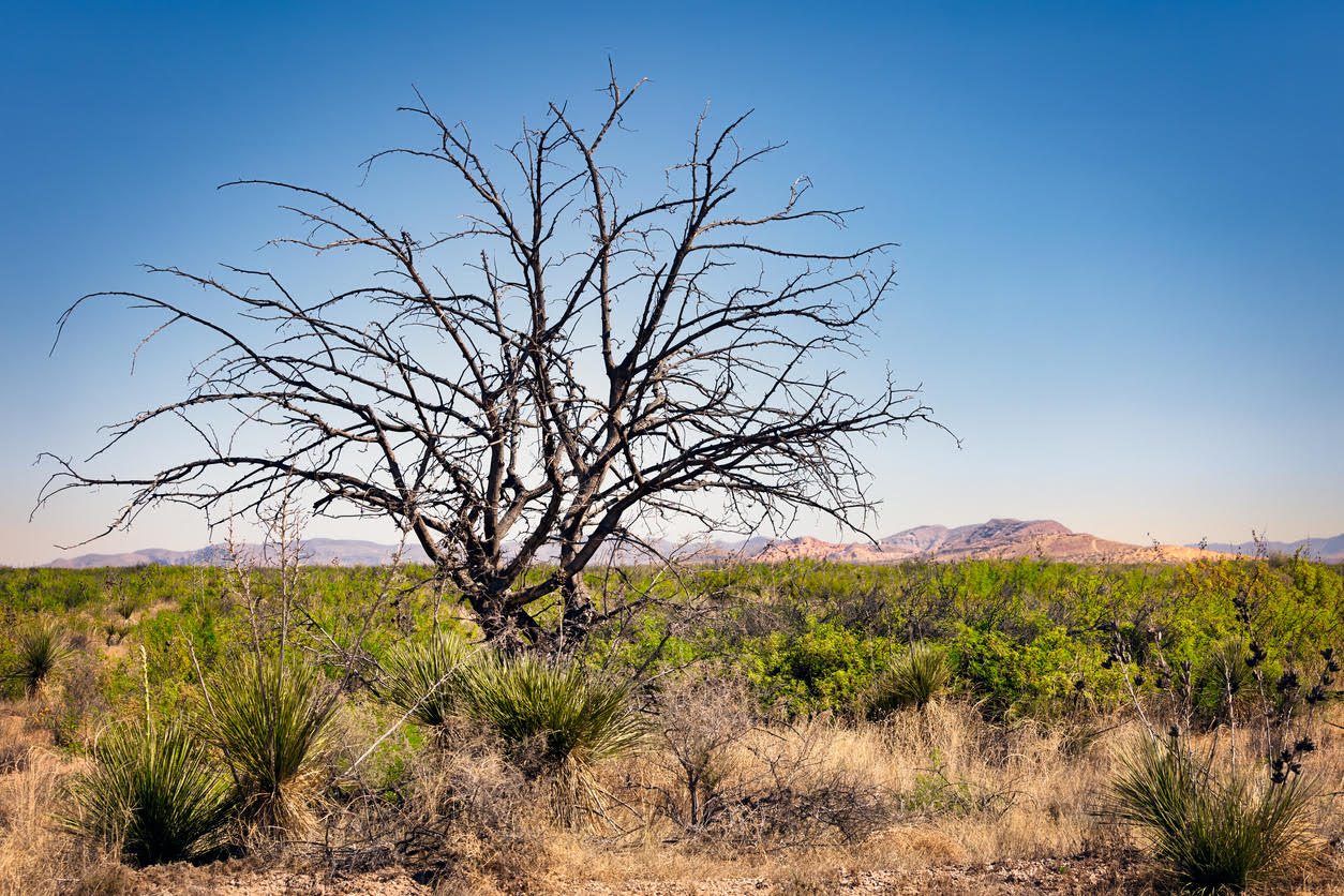 How Magical Realism Can Make Climate Change Matter | HowlRound Theatre ...