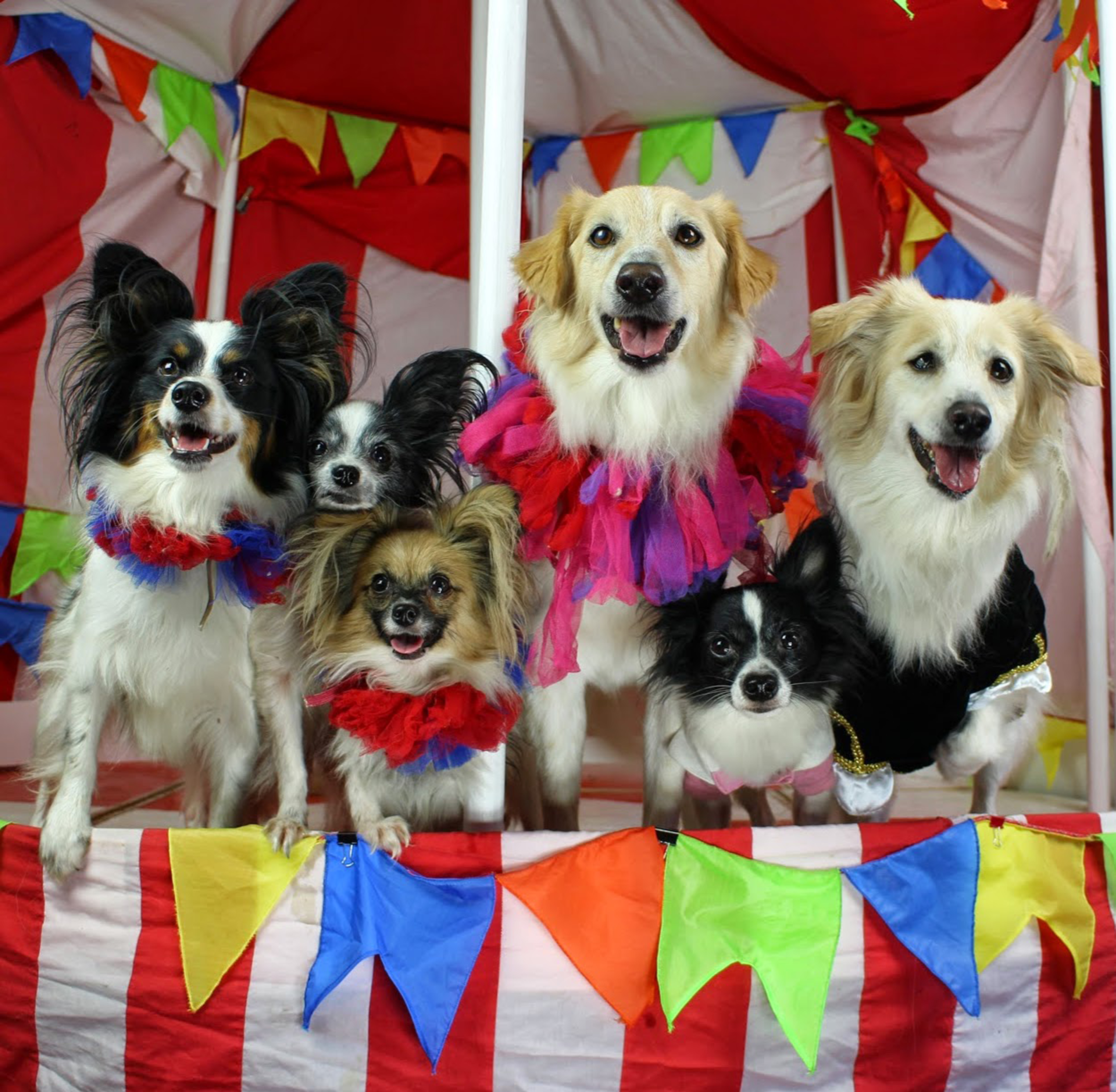 Circus Chickendog's The Mutt-Cracker (Sweet!) | HowlRound Theatre Commons
